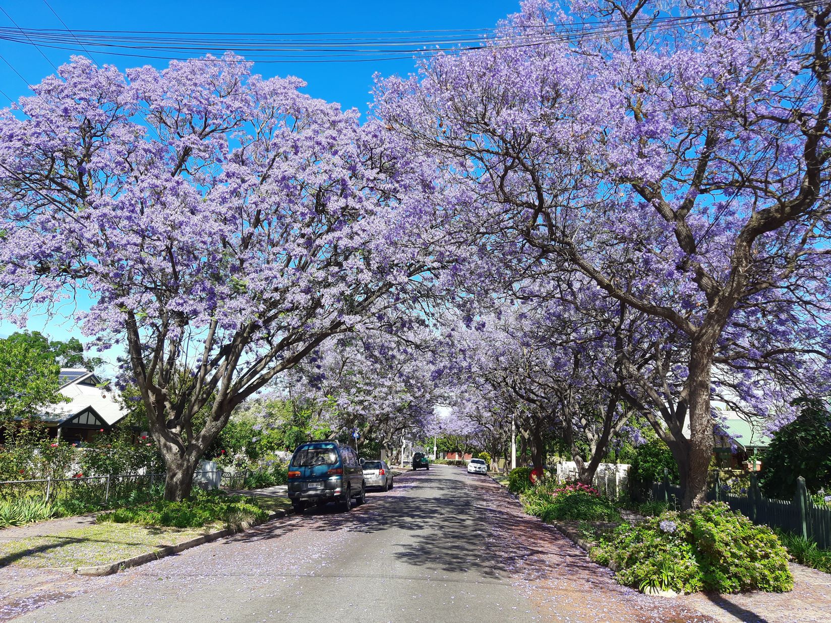 Tree Asset Management Plan | Making Marion